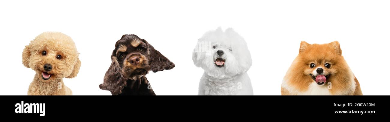 Art collage made of funny dogs different breeds posing isolated over white studio background ...