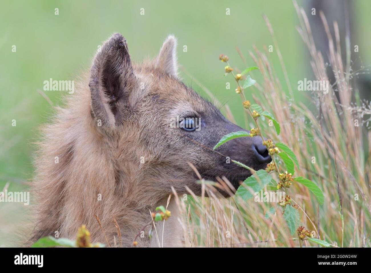 Kruger National Park, South Africa Stock Photo - Alamy