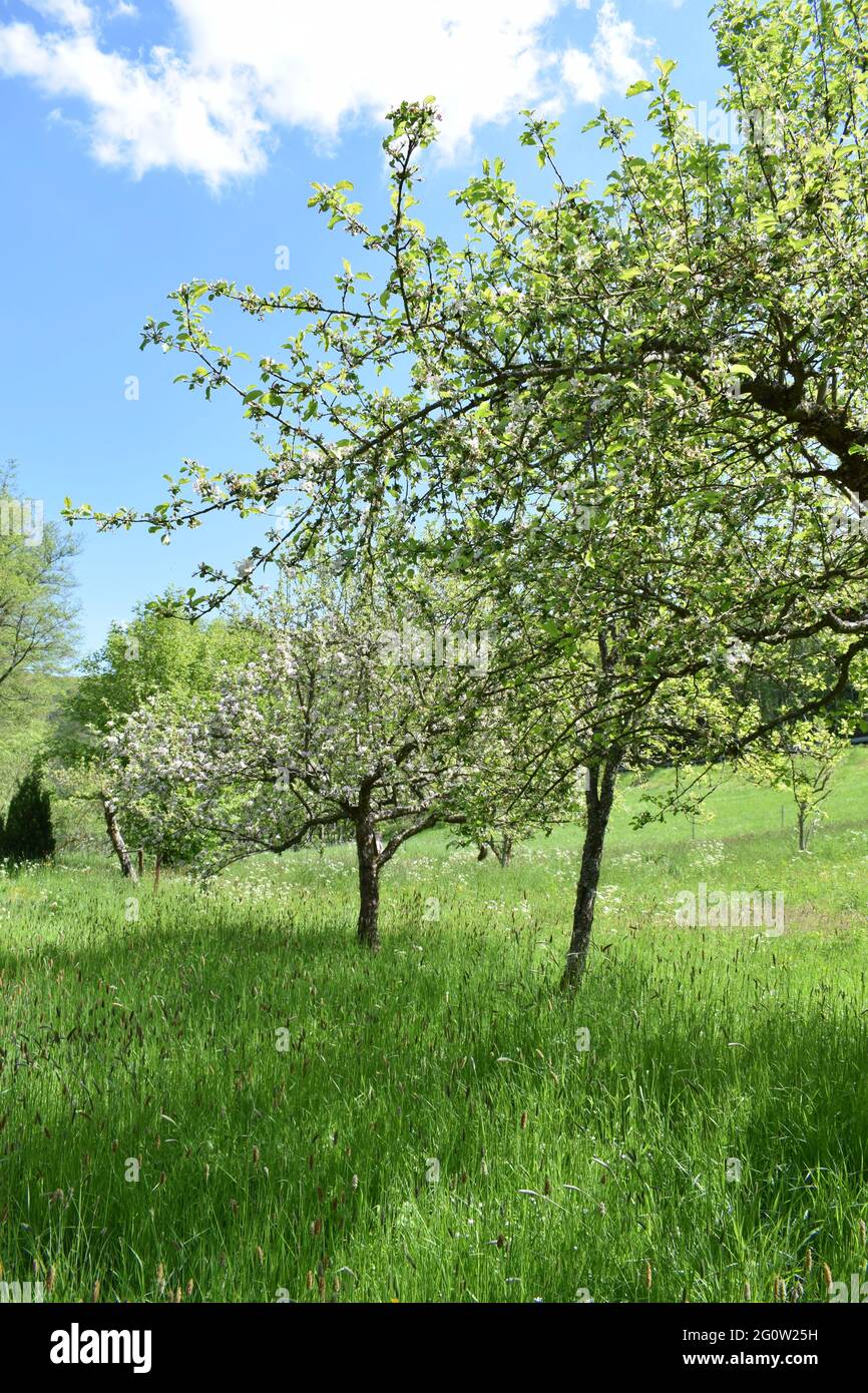 wild garden with fruit trees Stock Photo - Alamy