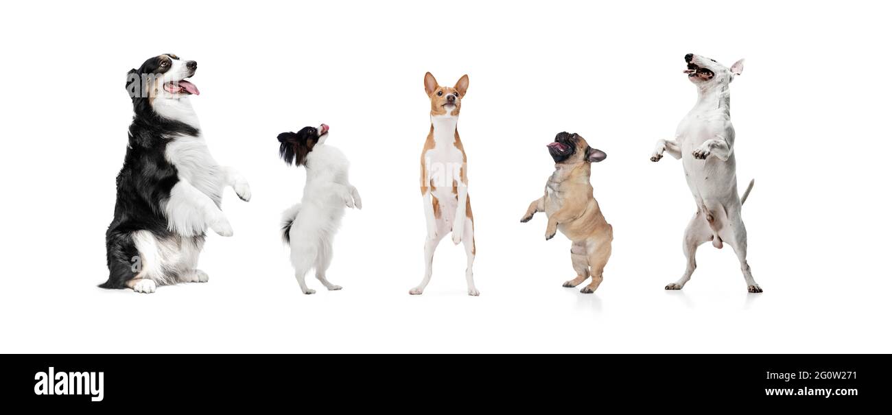 Art collage made of funny dogs different breeds posing isolated over white studio background ...