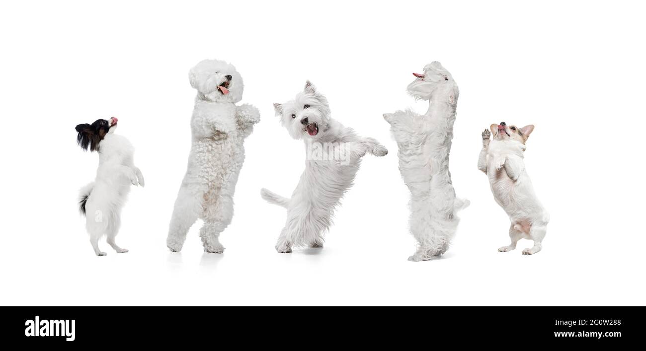 Art collage made of funny dogs different breeds posing isolated over white studio background ...