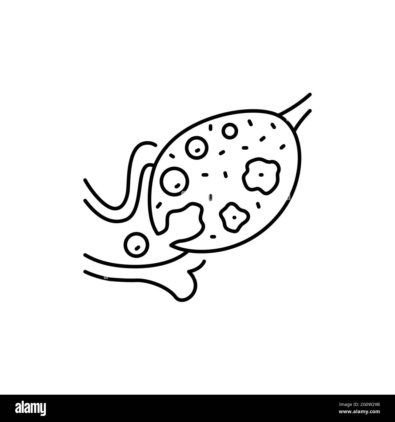 Ovulation olor line icon. Female reproductive system. Pictogram for web ...