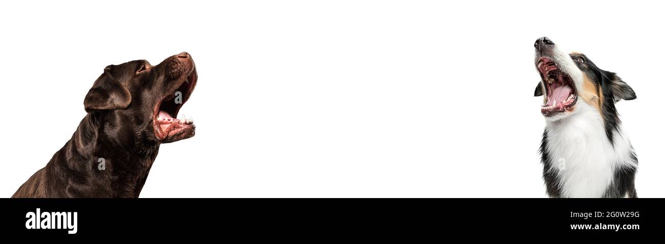 Art collage made of funny dogs different breeds posing isolated over ...