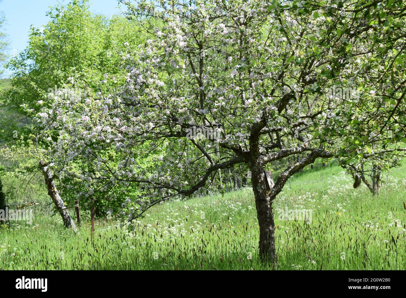 Appel tree in garden High Resolution Stock Photography and Images - Alamy