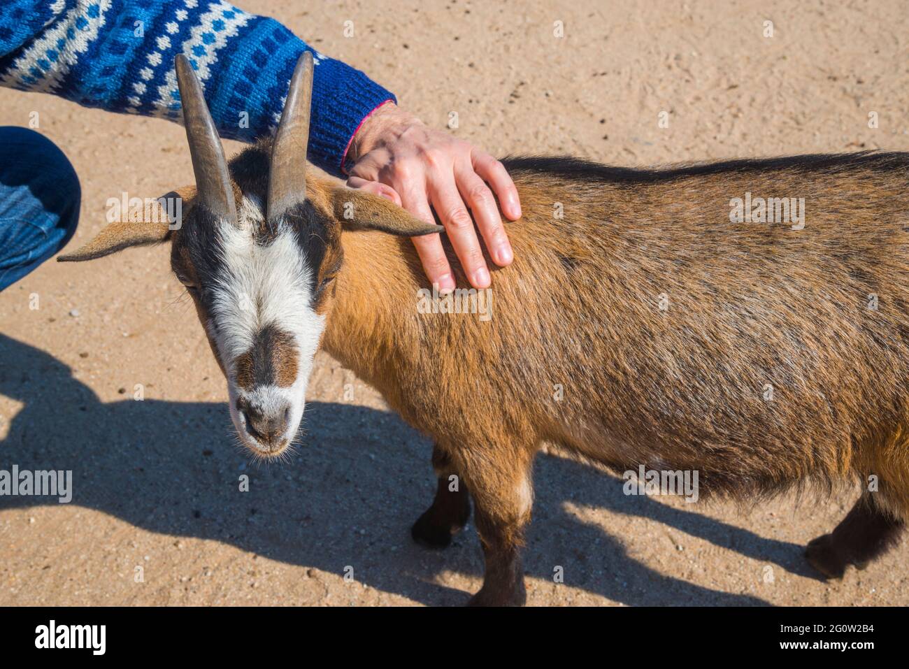 Hand stroking a goat Stock Photo - Alamy