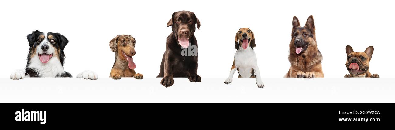 Art collage made of funny dogs different breeds posing isolated over white studio background ...