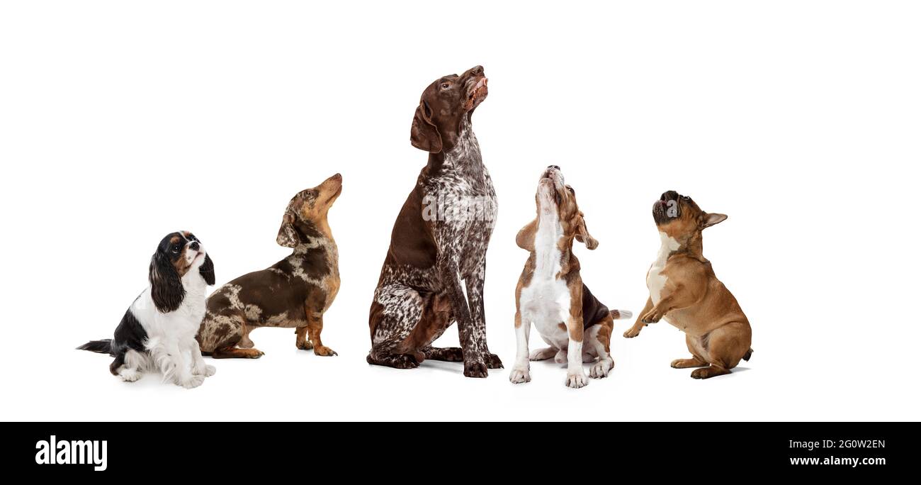 Art collage made of funny dogs different breeds posing isolated over white studio background ...