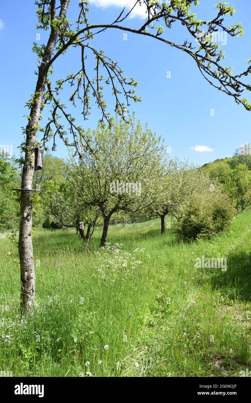 blooming apple trees in a traditional German Streuobstwiese Stock Photo ...