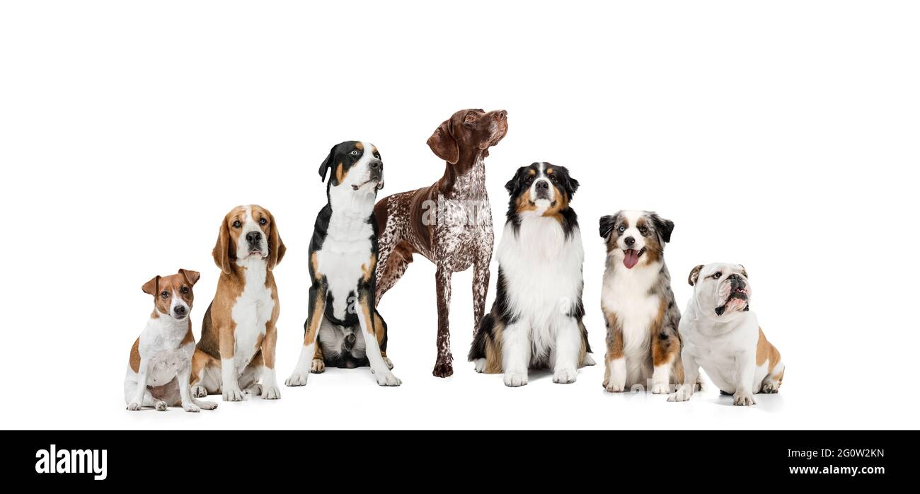 Art collage made of funny dogs different breeds posing isolated over white studio background ...