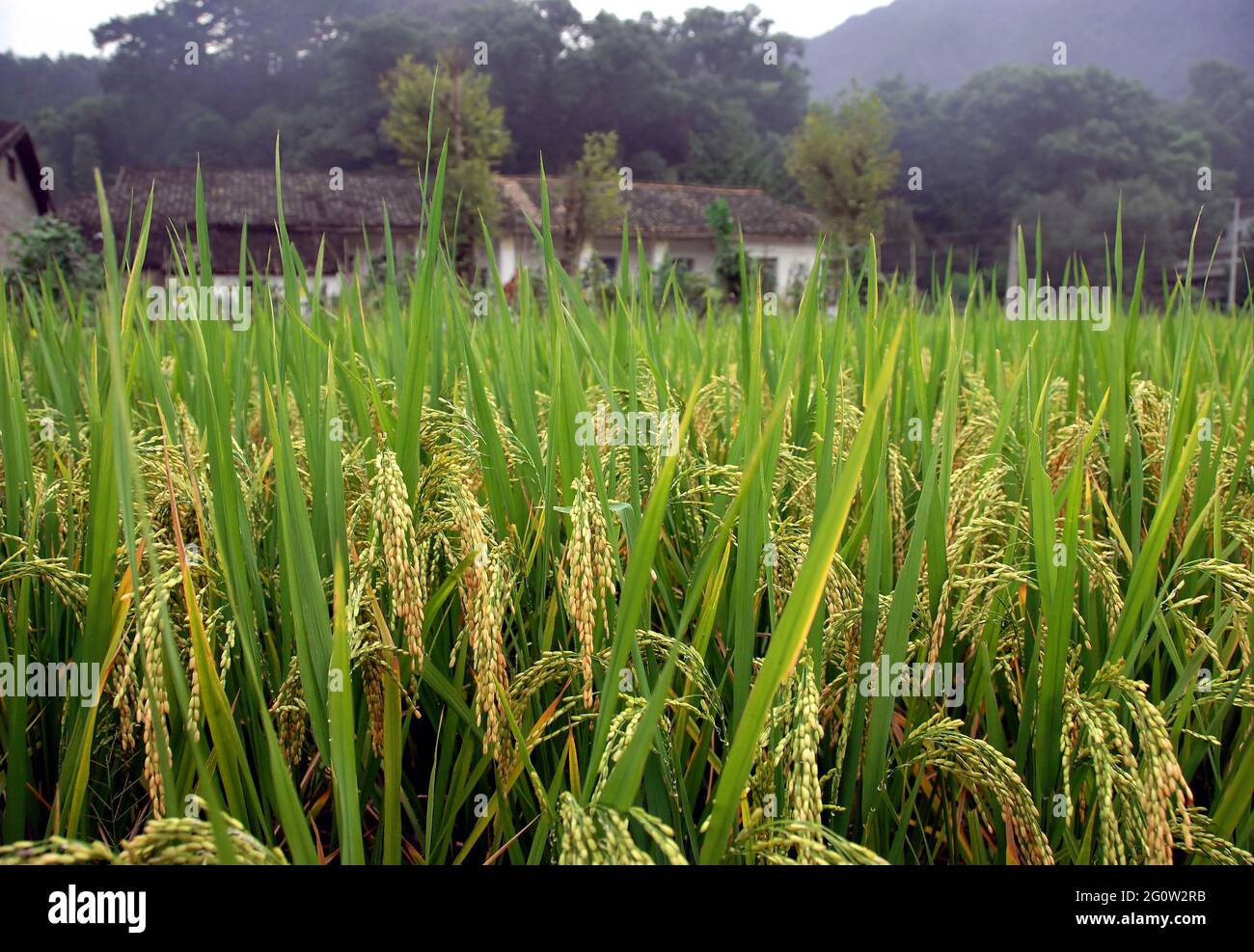 Historical chinese farm hi-res stock photography and images - Alamy