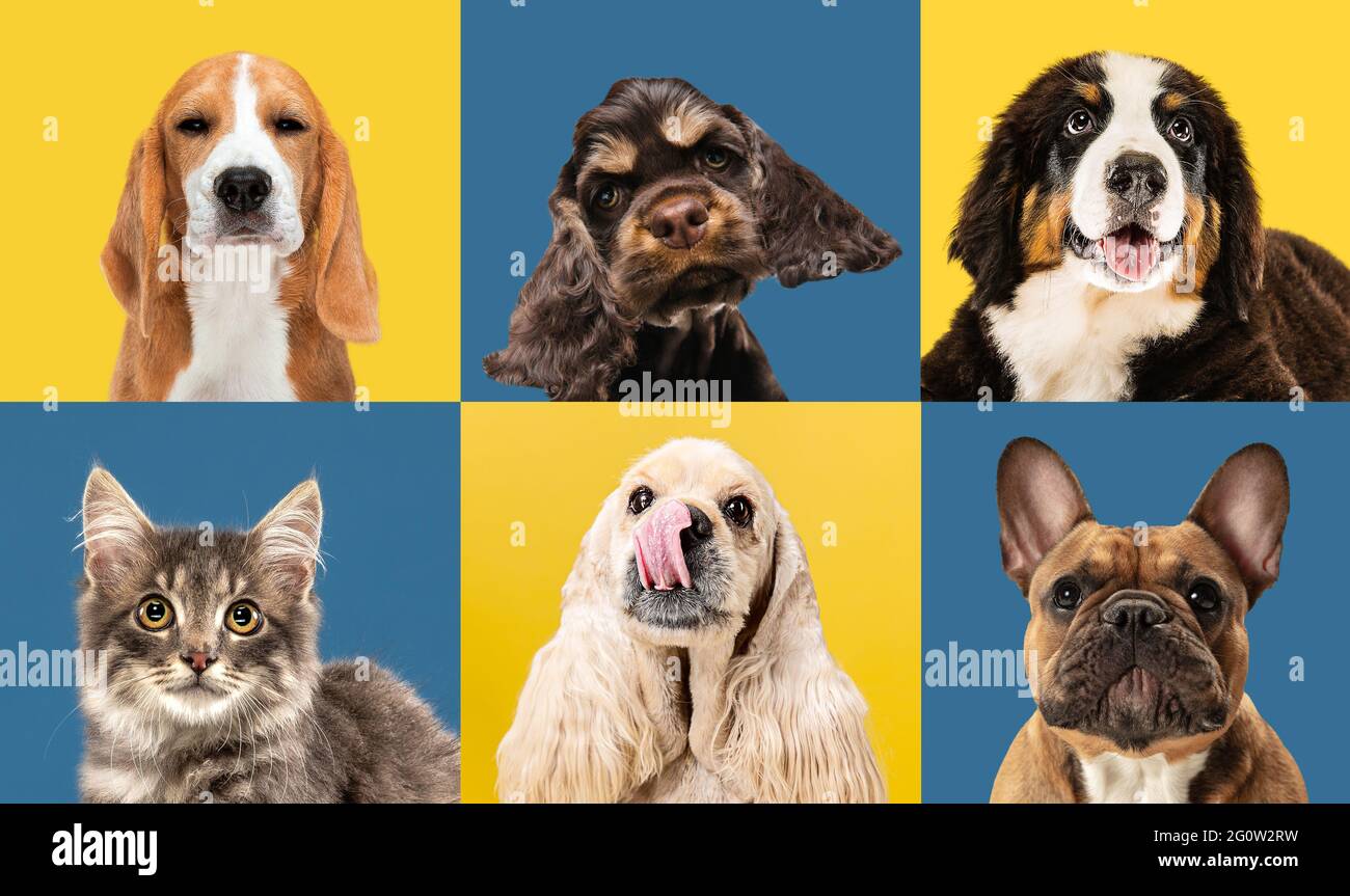 Art collage made of funny dogs different breeds on multicolored studio ...