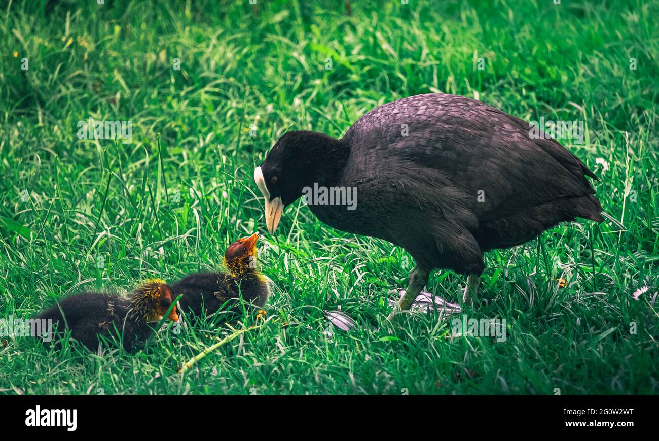 Claws bird close up hi-res stock photography and images - Alamy