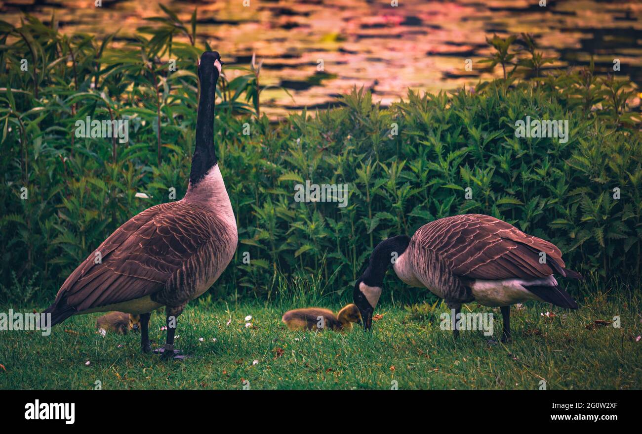 Wild geese and ducks and a family of animals in the park in spring on a ...