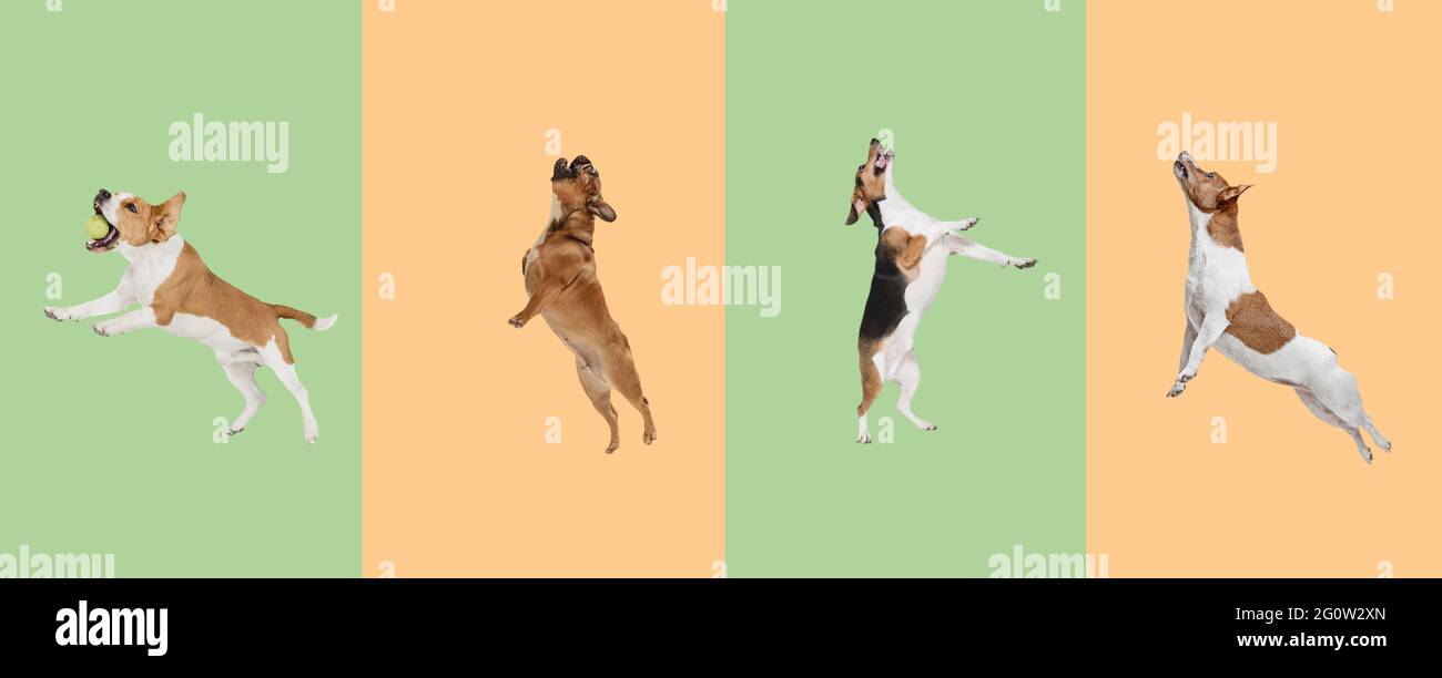 Art collage made of funny dogs different breeds on multicolored studio ...