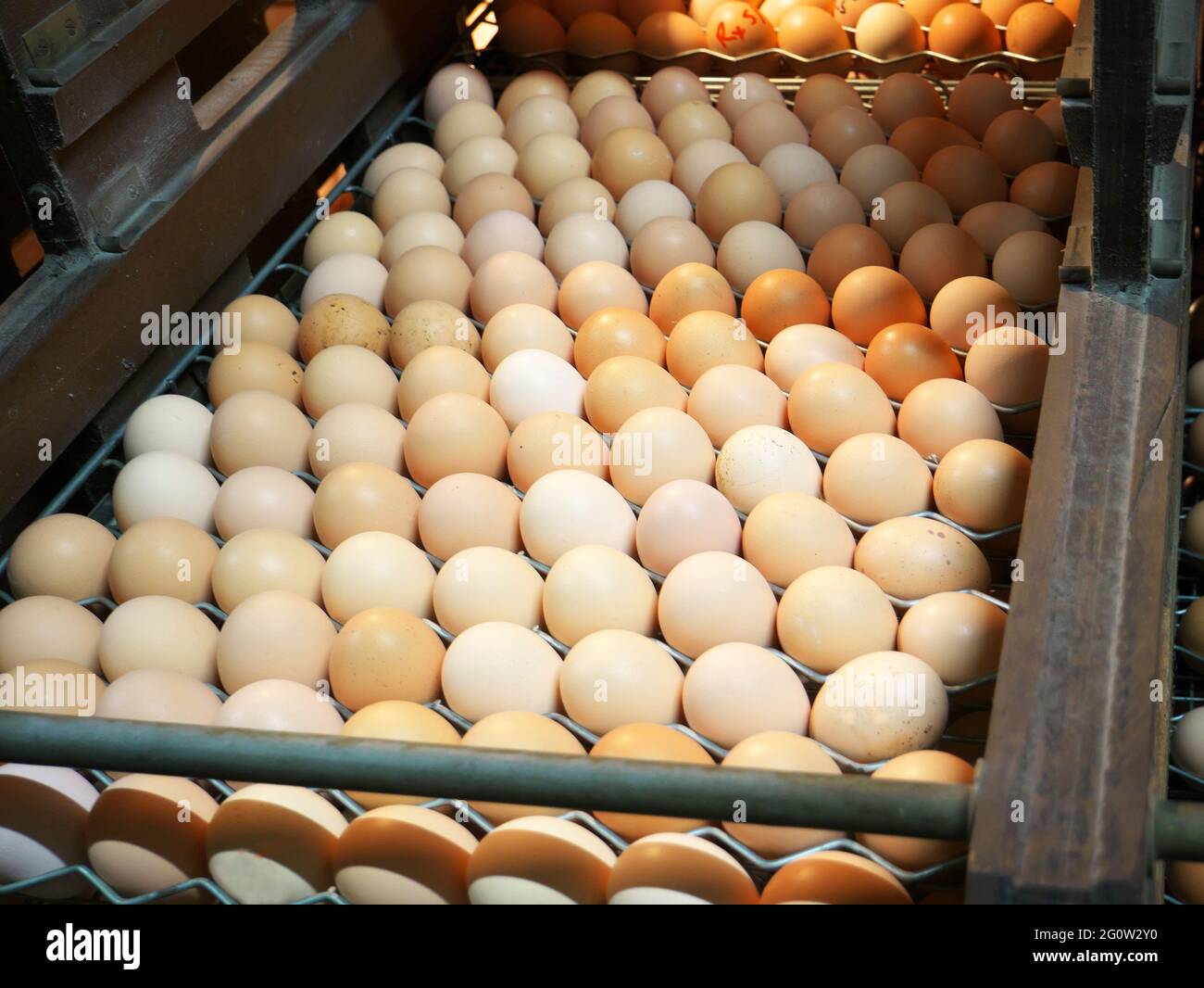 Egg processing line hi-res stock photography and images - Alamy