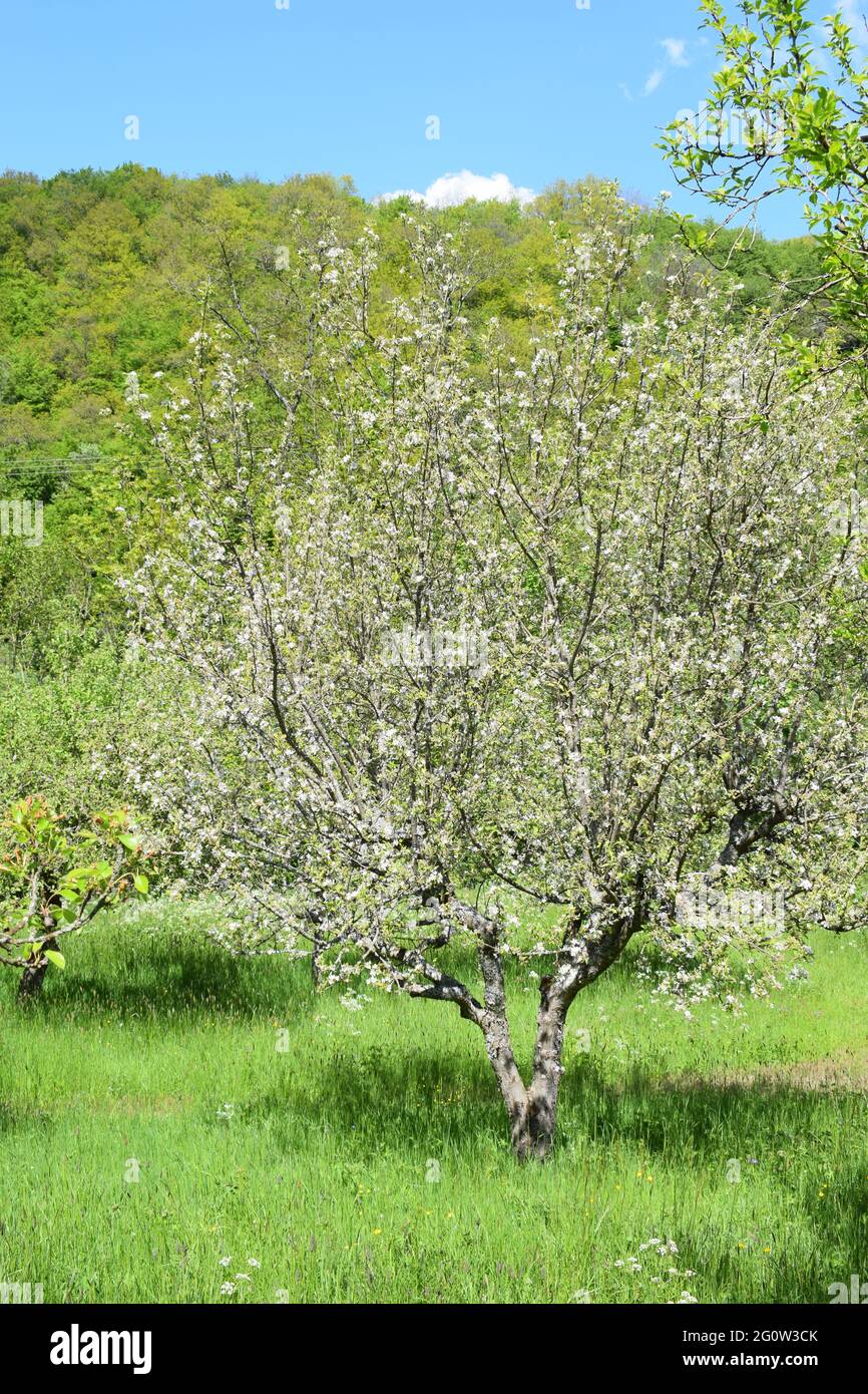 blooming apple trees in a traditional German Streuobstwiese Stock Photo ...
