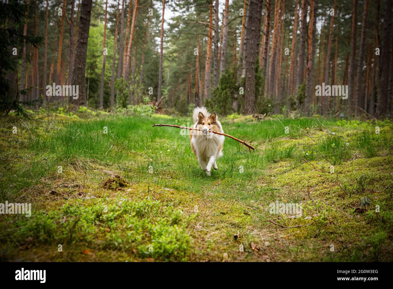 Happy dog in forest pathway hi-res stock photography and images - Alamy