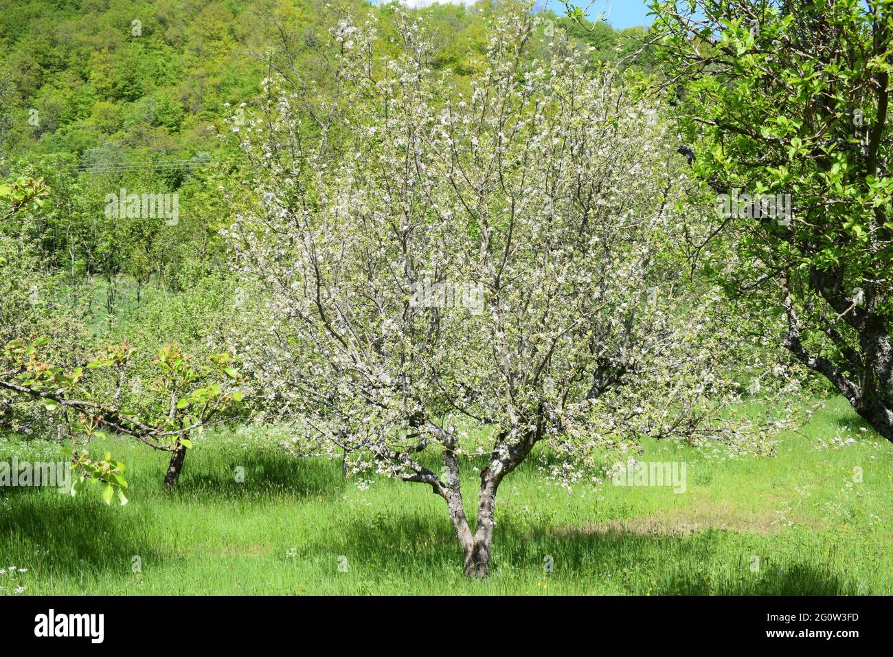 blooming apple trees in a traditional German Streuobstwiese Stock Photo ...