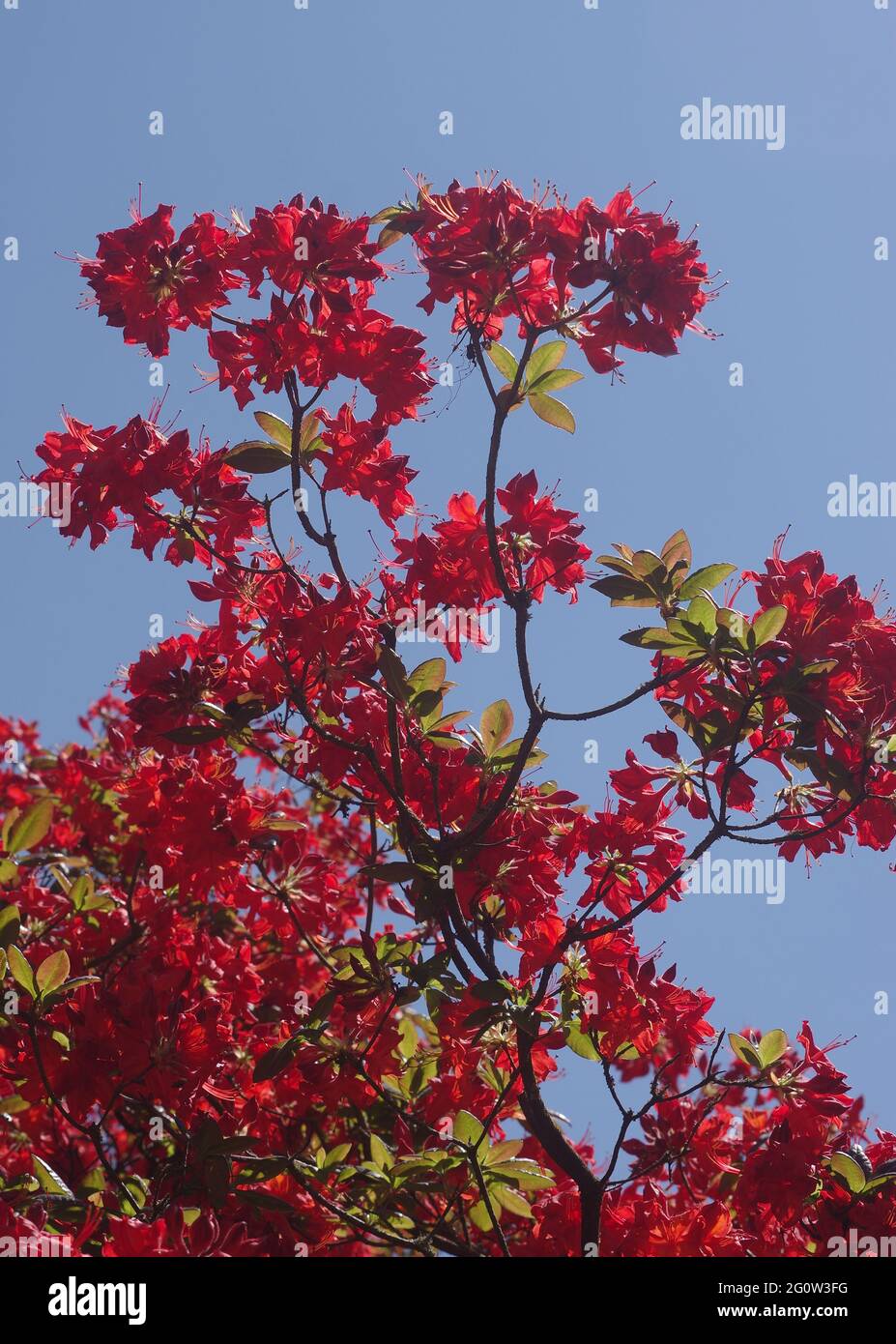 Red blooming rhododendron hi-res stock photography and images - Alamy