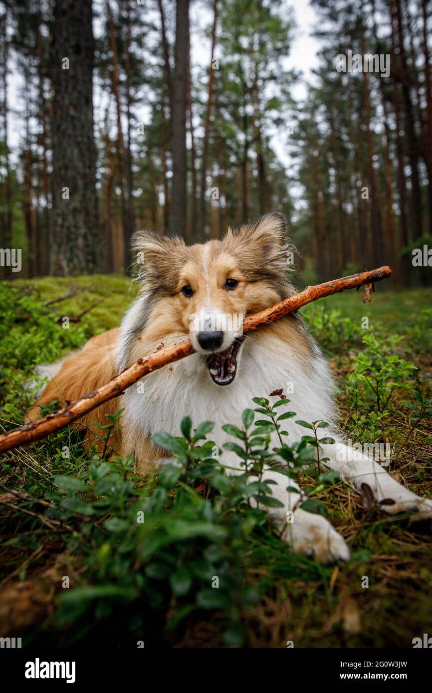 Happy dog in forest pathway hi-res stock photography and images - Alamy