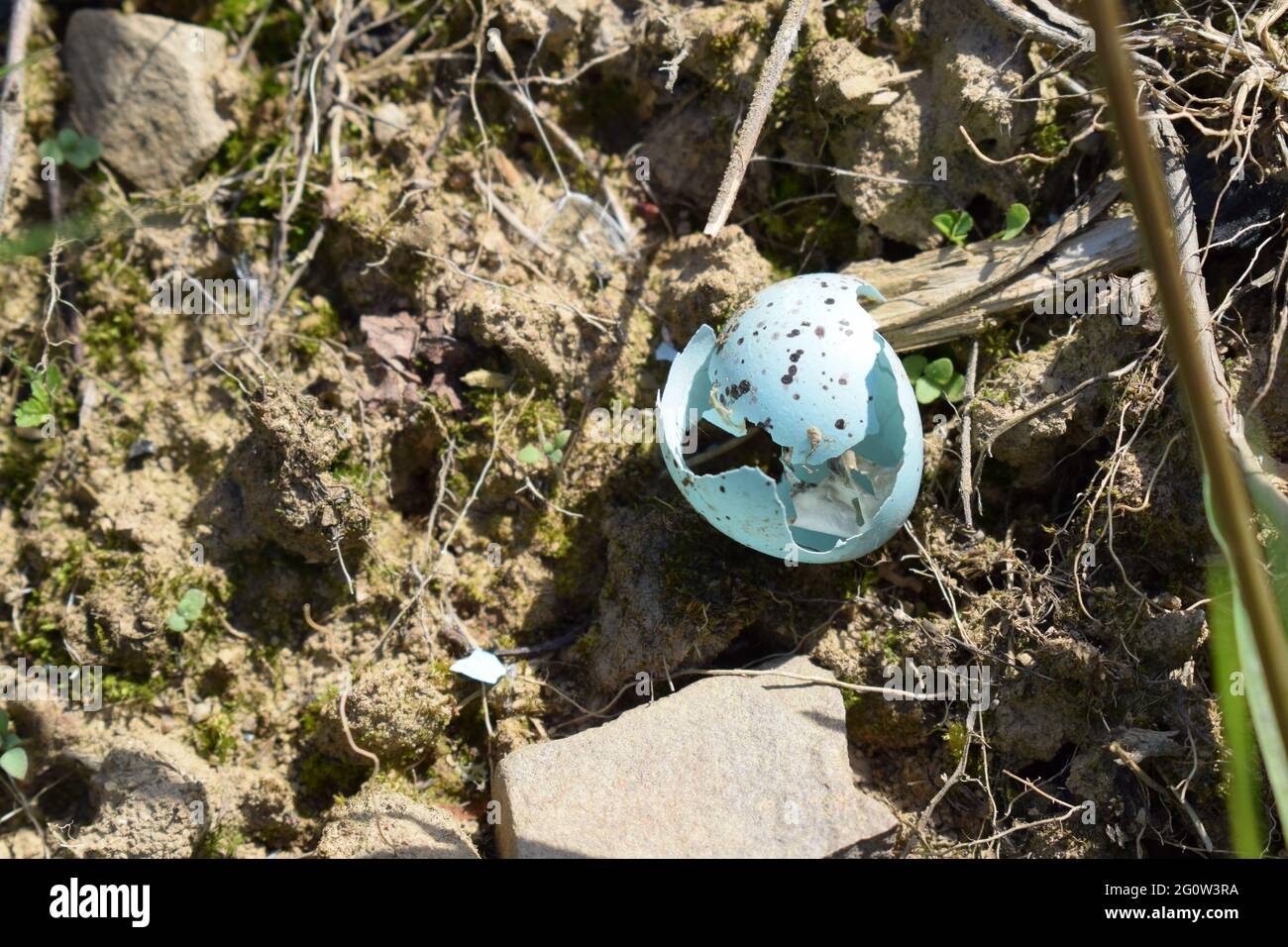 Amselei High Resolution Stock Photography and Images - Alamy