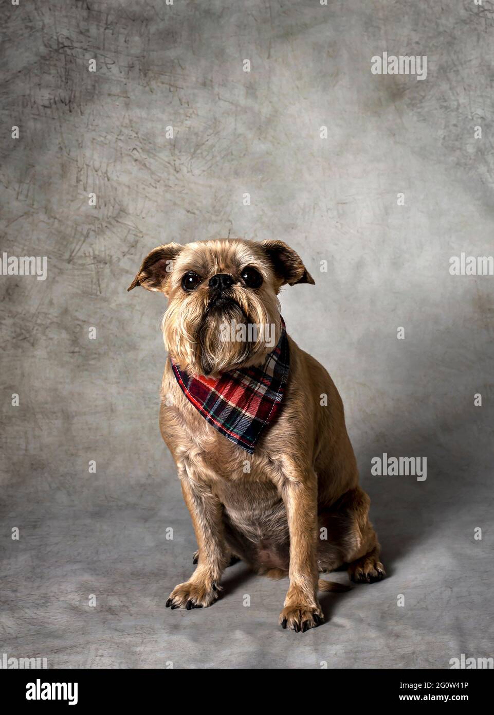 Studio photography of a dog Stock Photo - Alamy