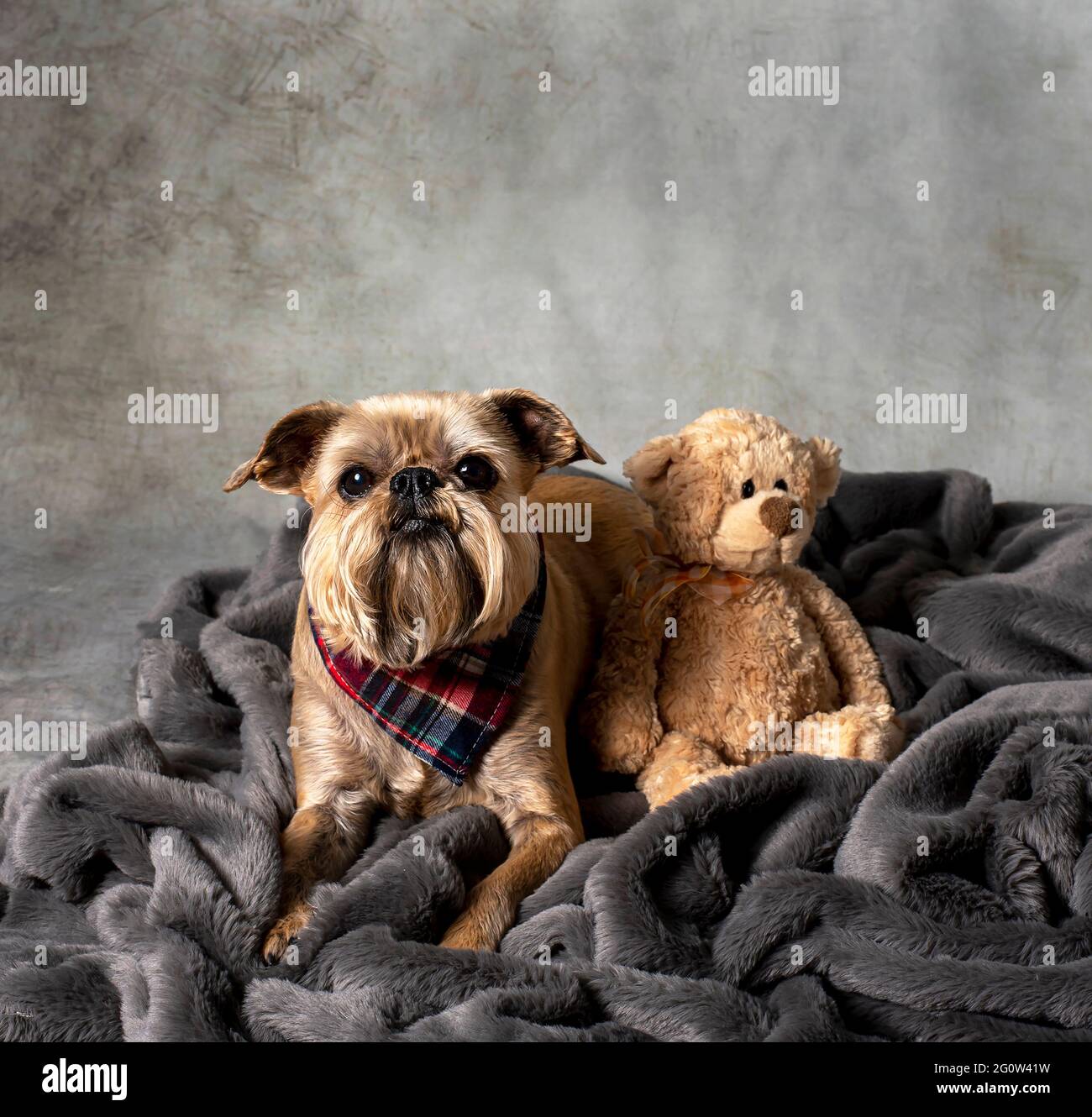 Studio photography of a dog and Teddy bear Stock Photo - Alamy