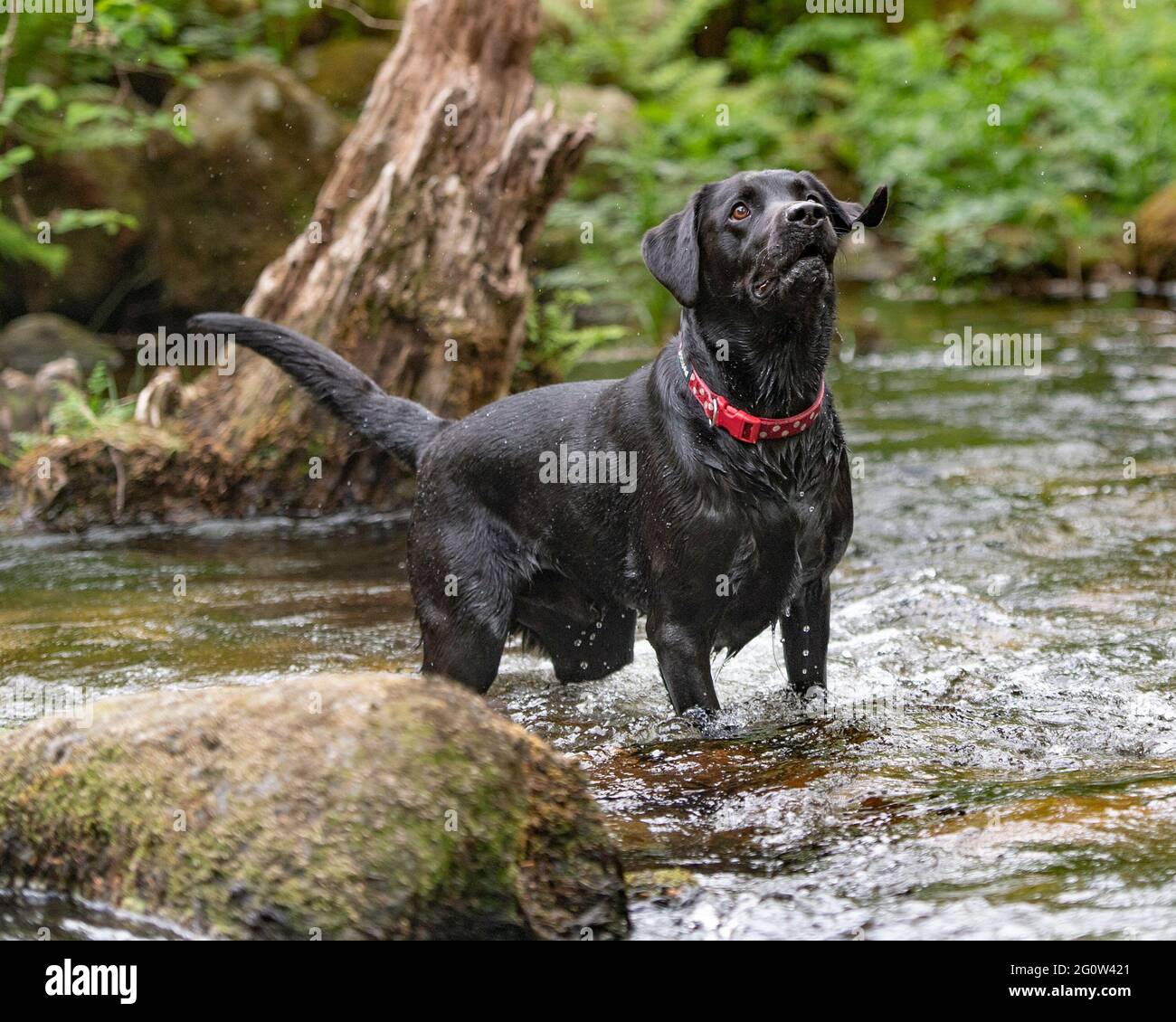 Labrador cooling off hi-res stock photography and images - Alamy