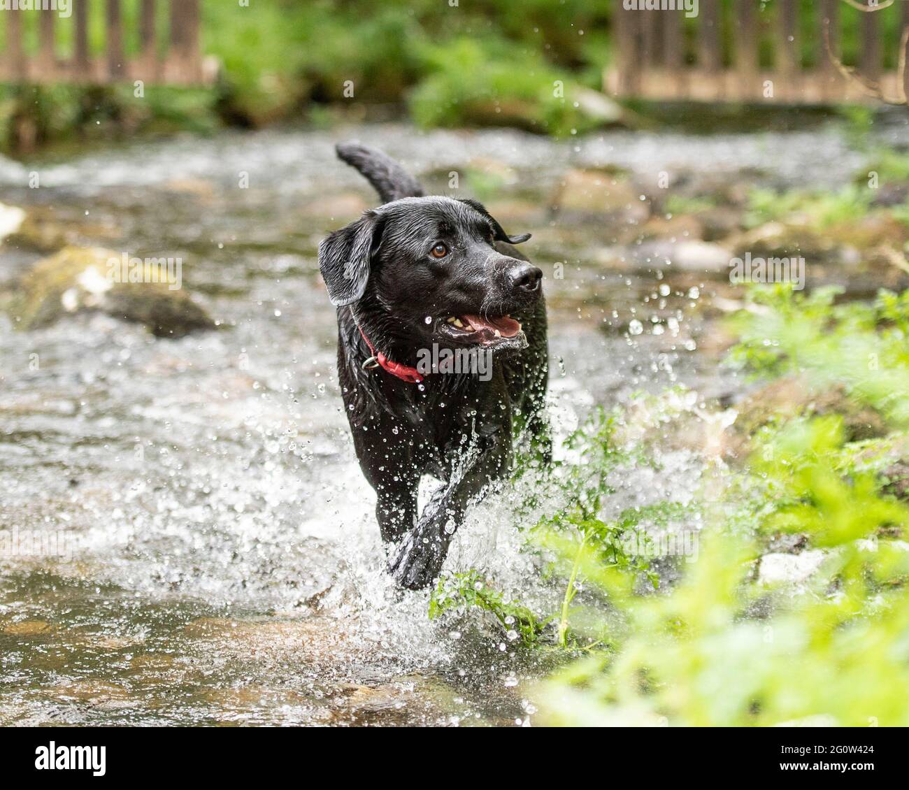 Labrador cooling hi-res stock photography and images - Alamy