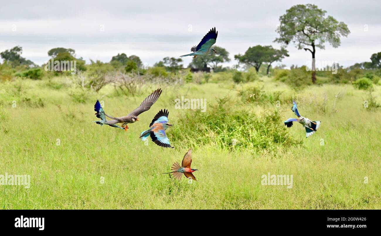 Bird watching is very rewarding in South Africa Stock Photo - Alamy