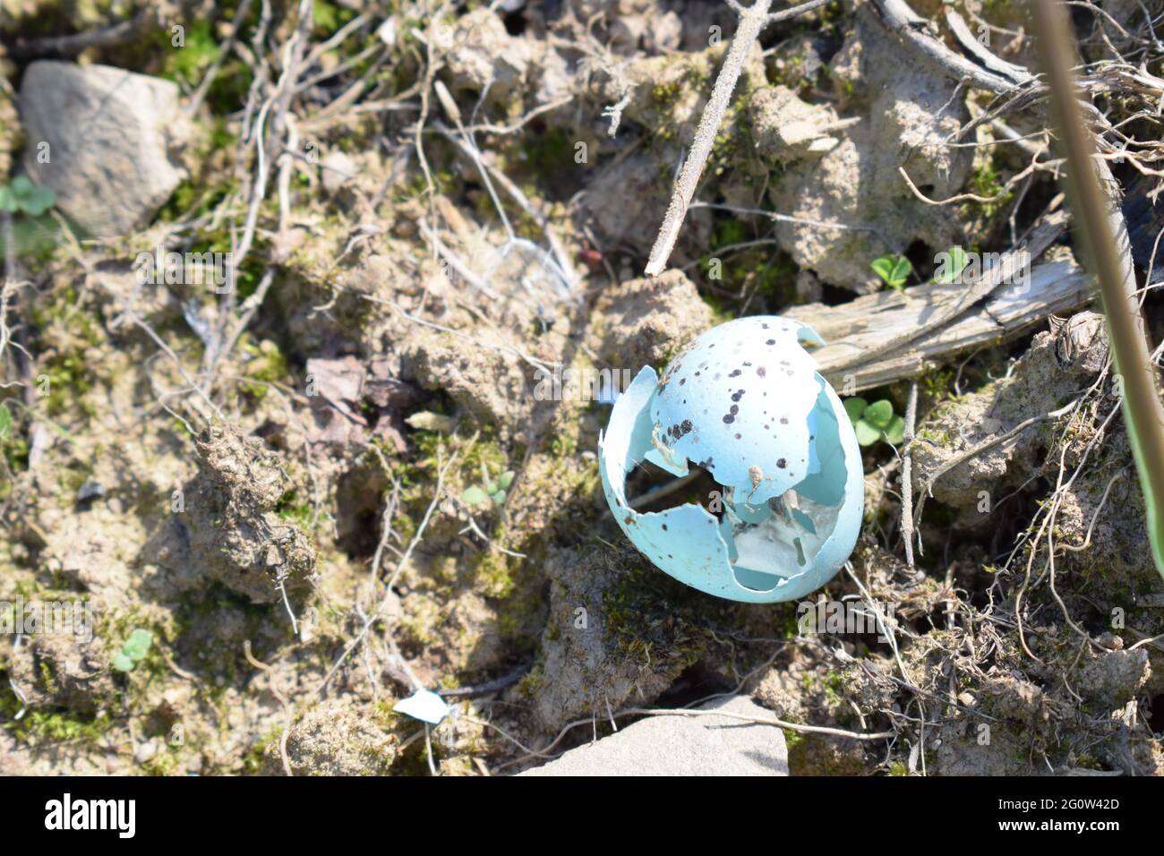 Amselei hi-res stock photography and images - Alamy