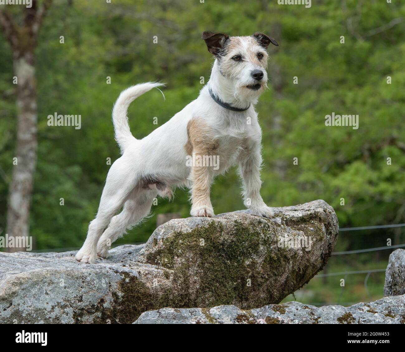 Undocked tail dog hi-res stock photography and images - Alamy