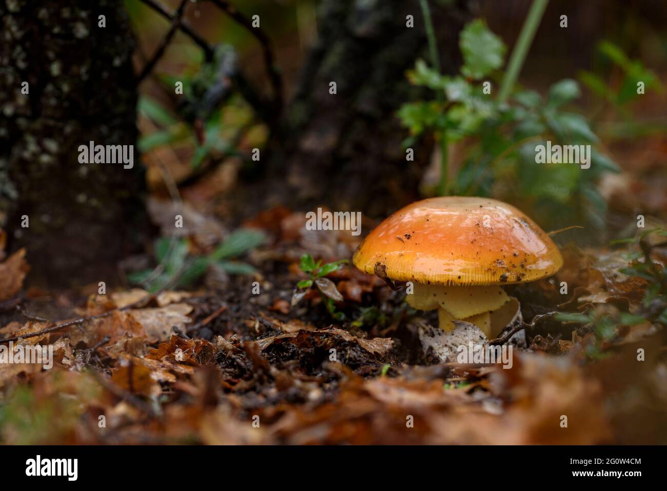 Seta de bosque hi-res stock photography and images - Alamy