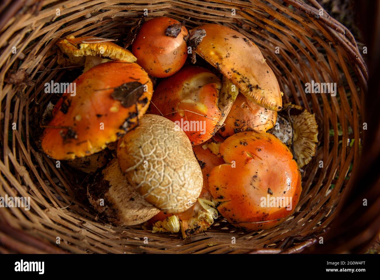 Seta edulis hi-res stock photography and images - Alamy