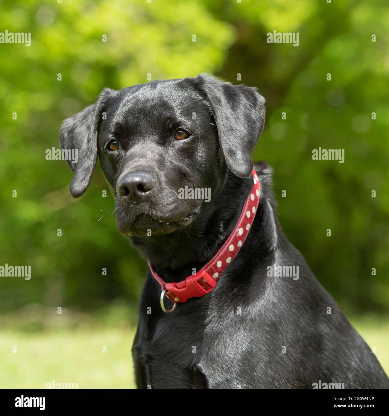 Pedgree dog hi-res stock photography and images - Alamy