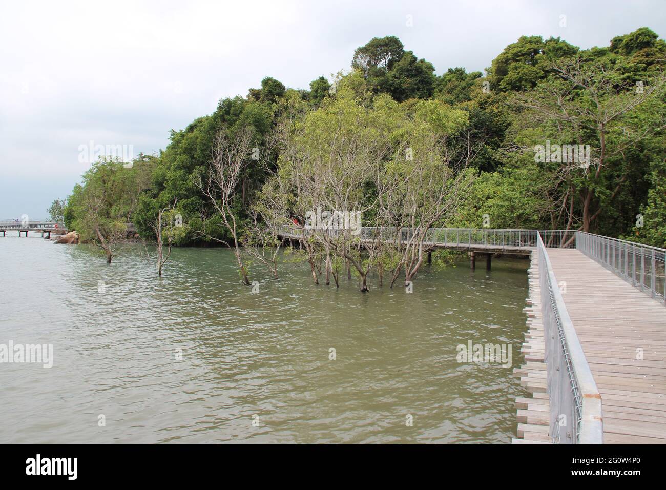 forest at ubin island in singapore Stock Photo - Alamy