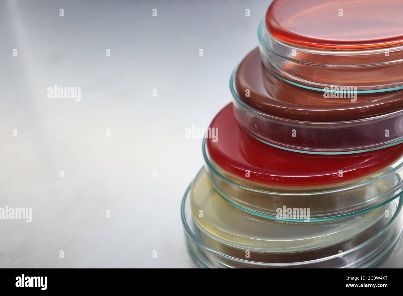 A growth medium or culture medium is a solid, liquid, or semi-solid ...