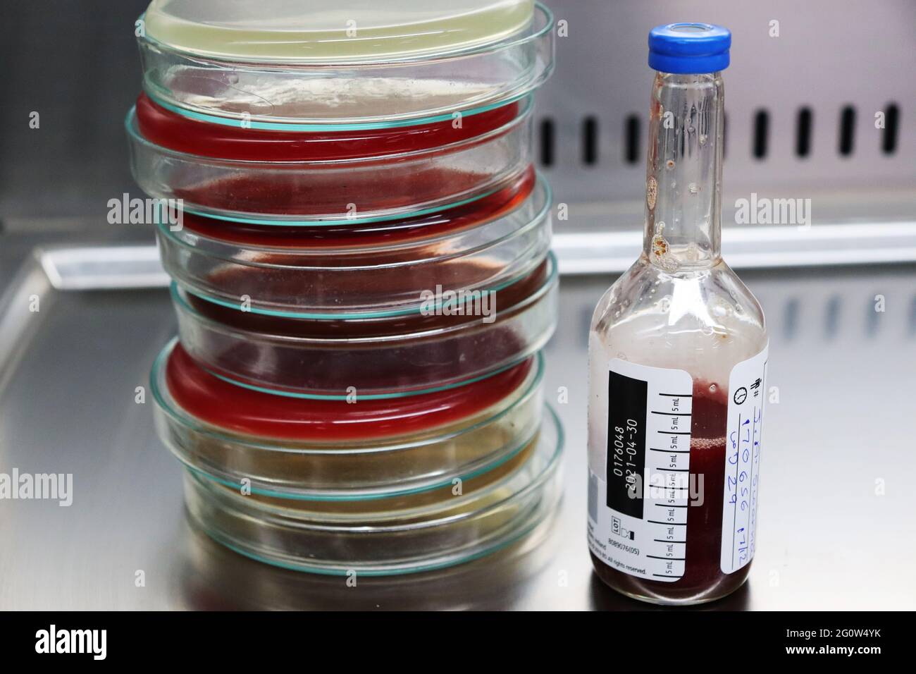 A growth medium or culture medium is a solid, liquid, or semi-solid ...