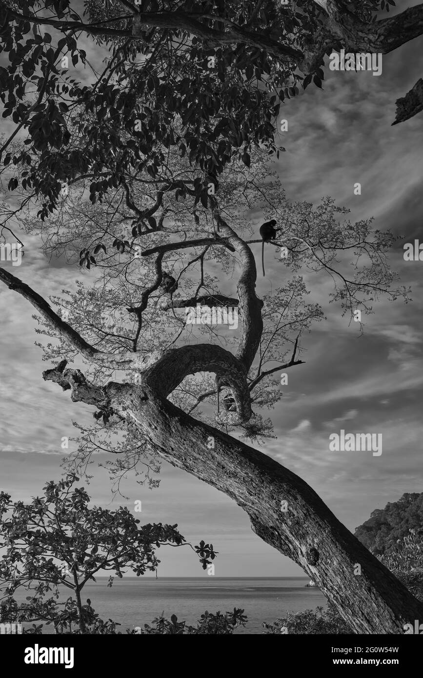 Dusky Leaf Monkeys sit on a tree near a beach in Perhentian Island a ...