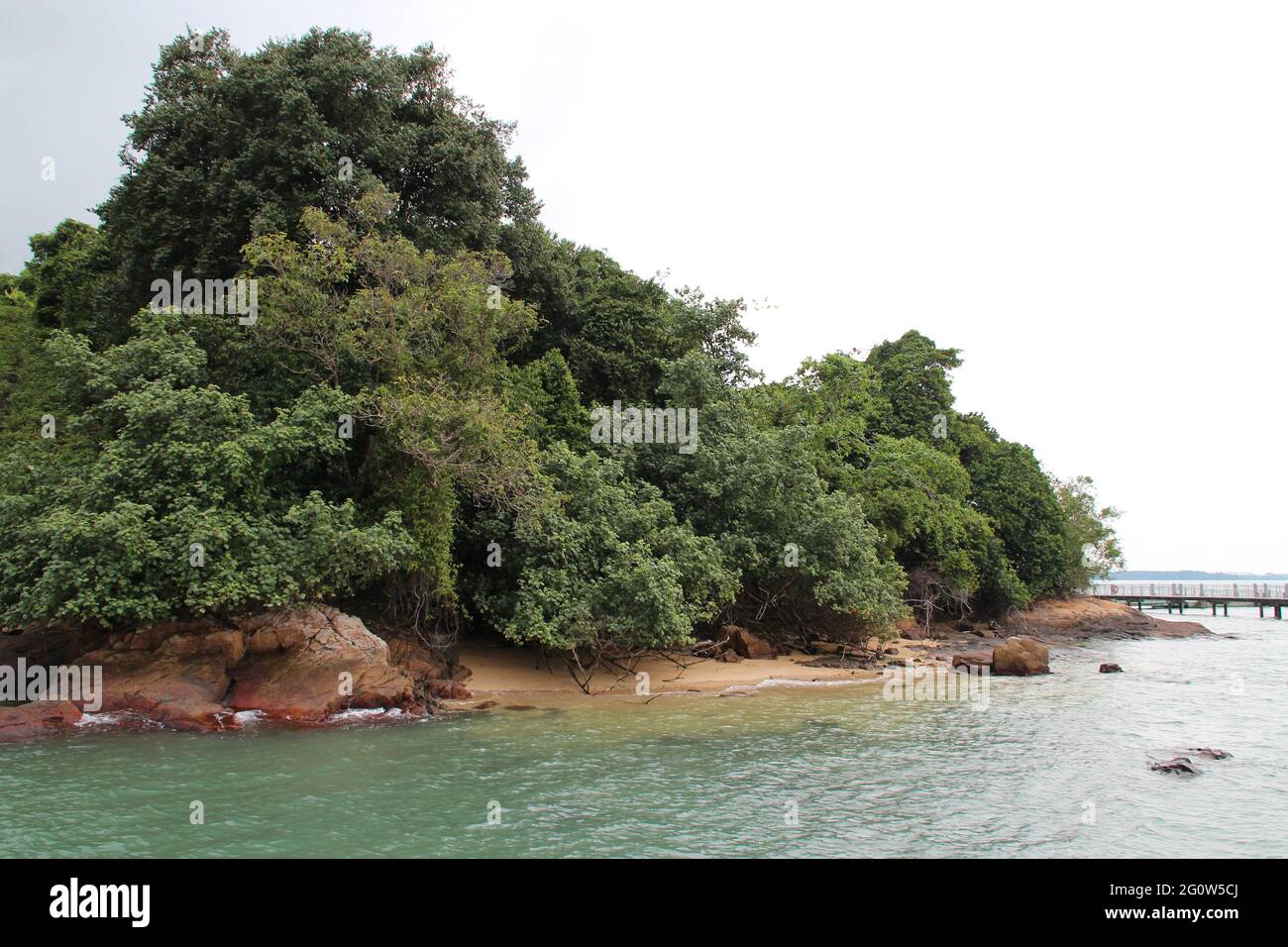 forest at ubin island in singapore Stock Photo - Alamy