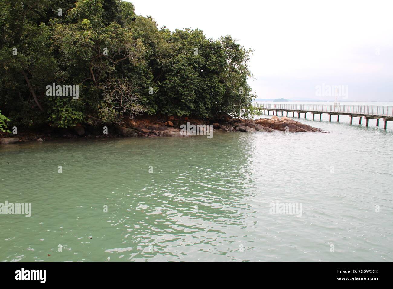 forest at ubin island in singapore Stock Photo - Alamy