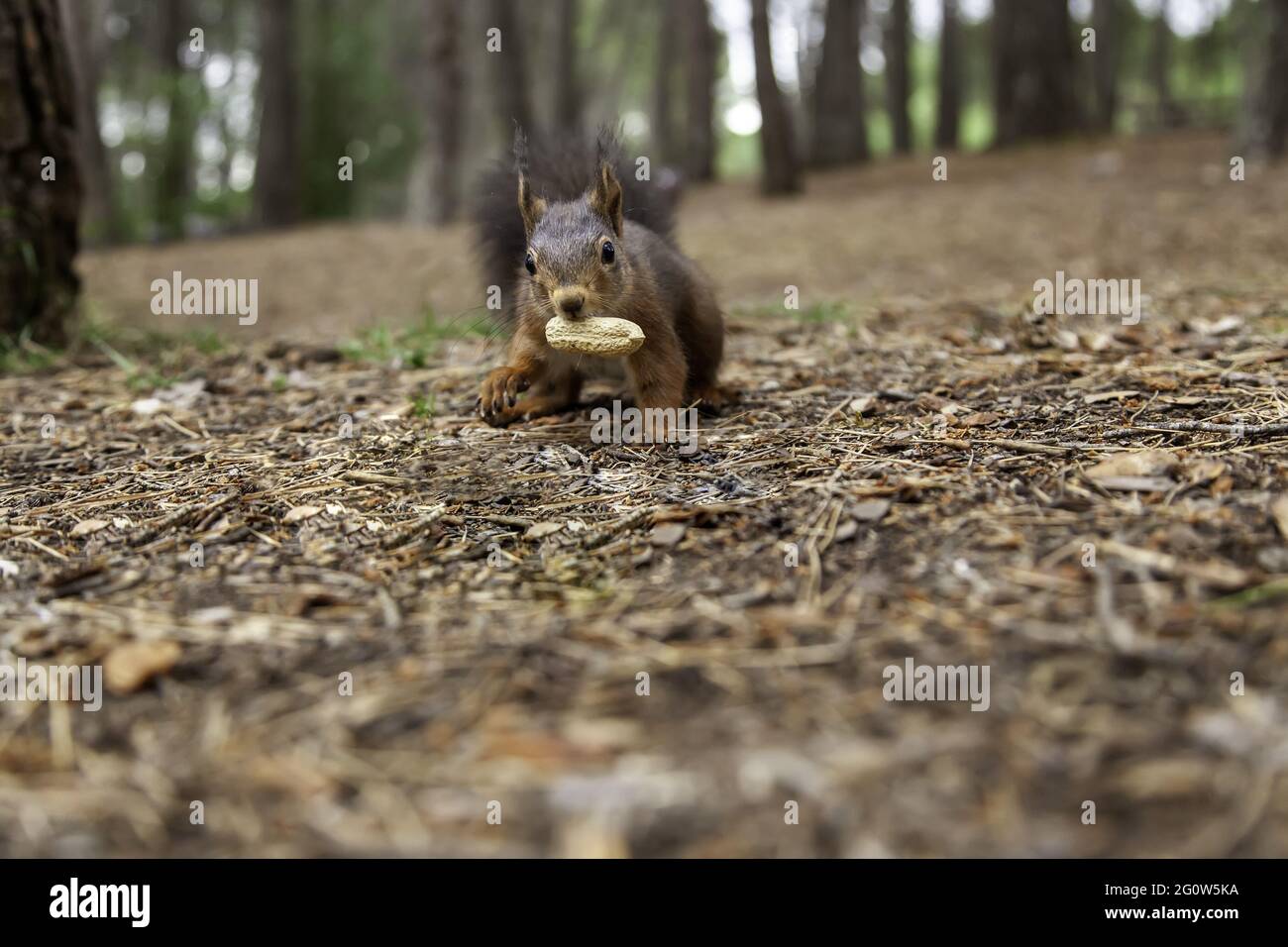 Squirrel eating nuts in forest, wild and free animals Stock Photo - Alamy