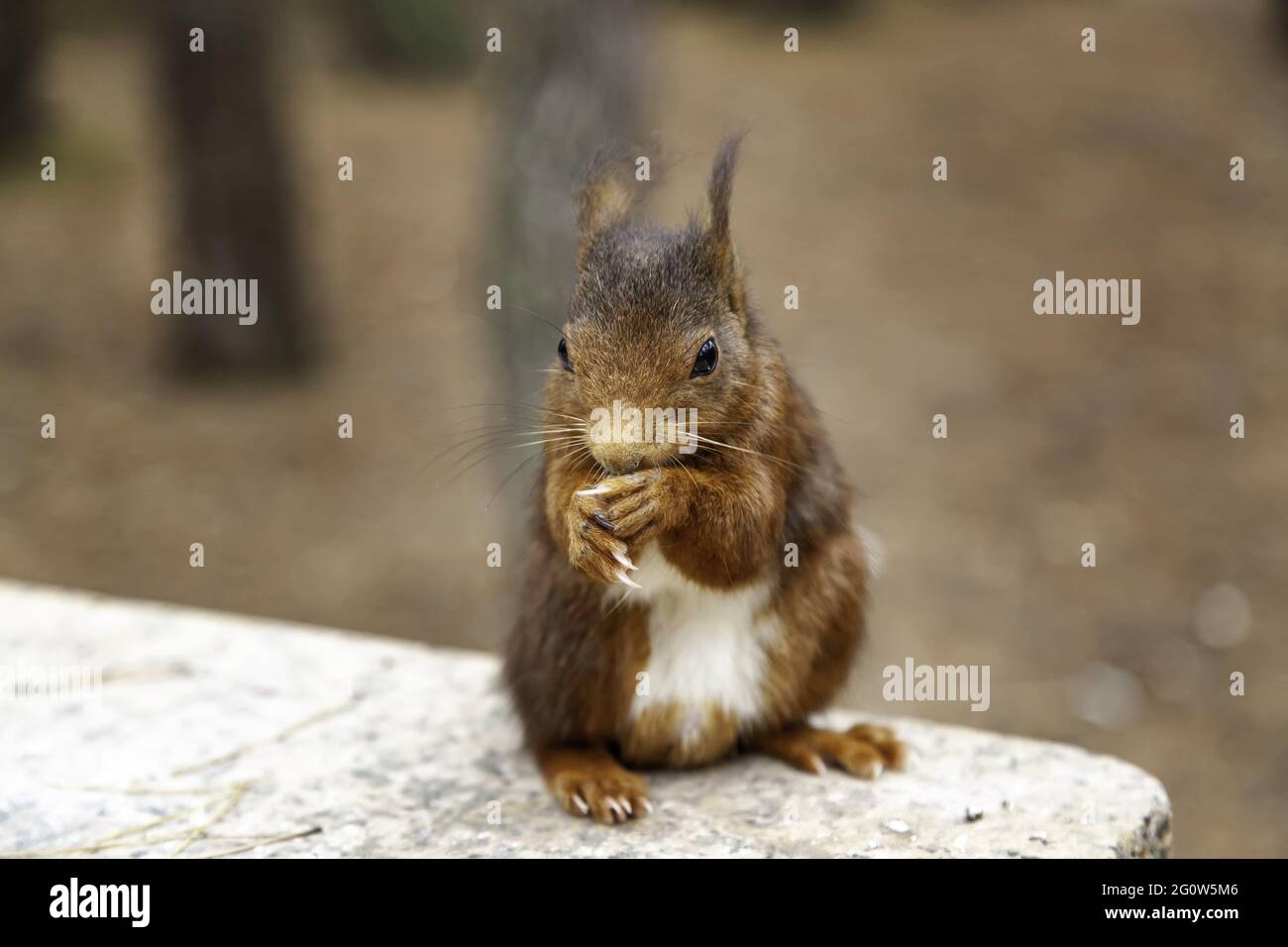 Squirrel eating nuts in forest, wild and free animals Stock Photo - Alamy