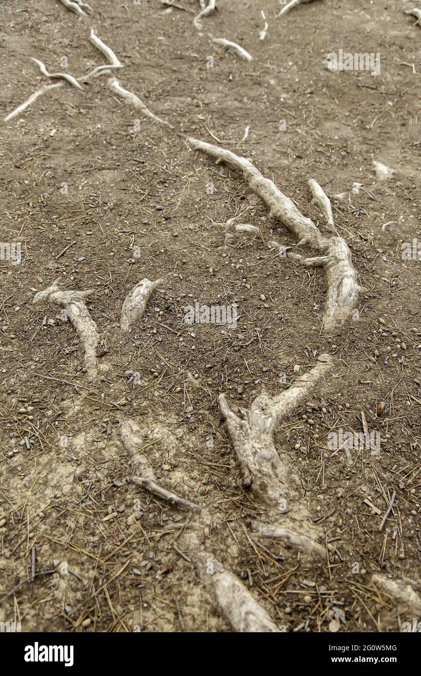 Thick tree roots in forest, environment and living nature Stock Photo ...