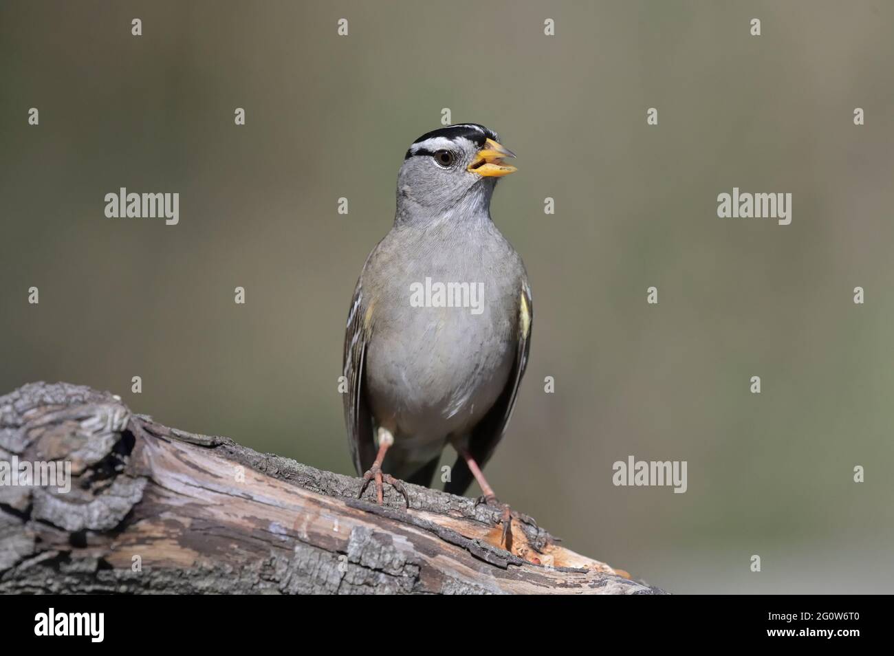 White crowned sparrow at a bird feeder Courtenay Vancouver Island ...