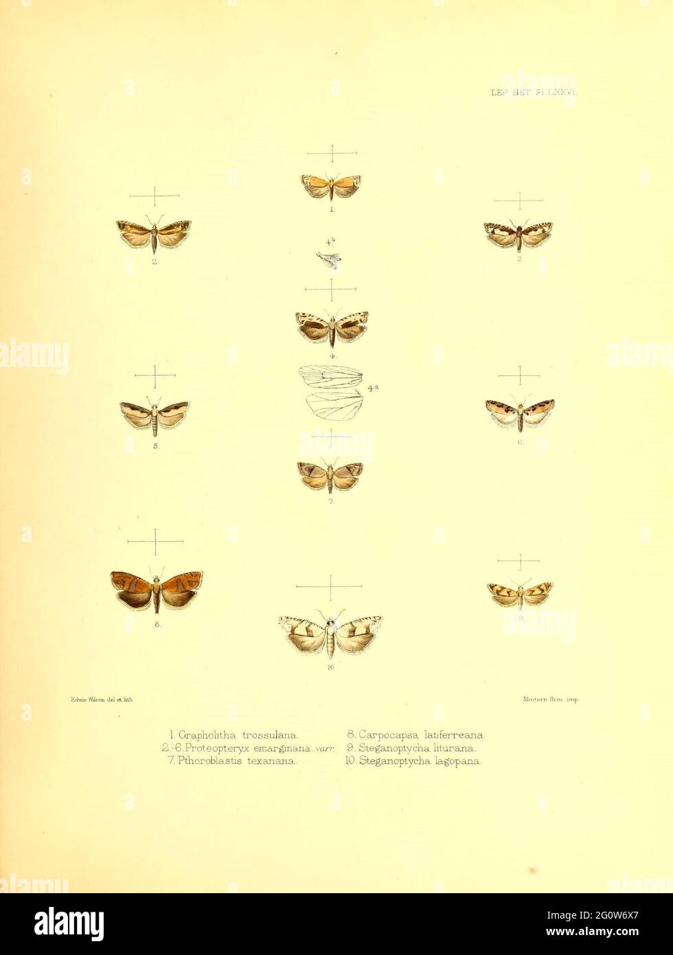 British flower illustrations hi-res stock photography and images - Alamy