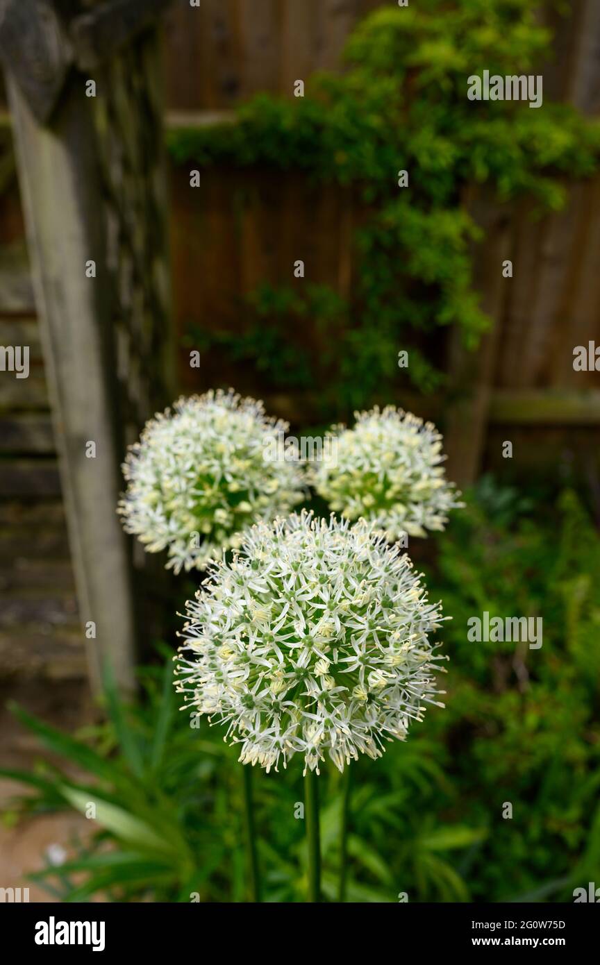 Geophyte hi-res stock photography and images - Alamy