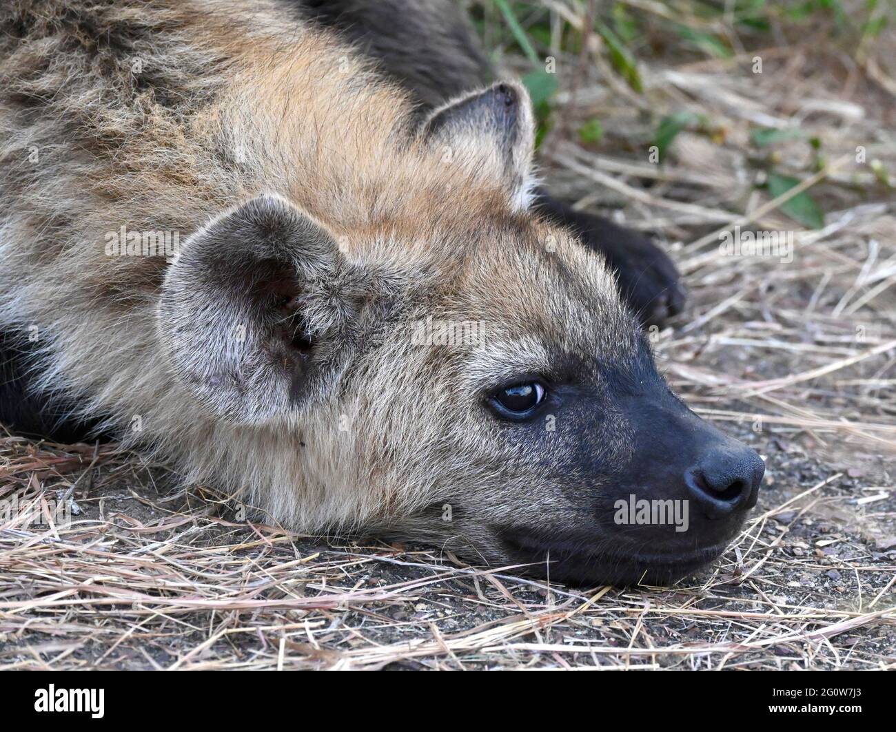 Spotted hyena in Kruger National Park, South Africa Stock Photo - Alamy