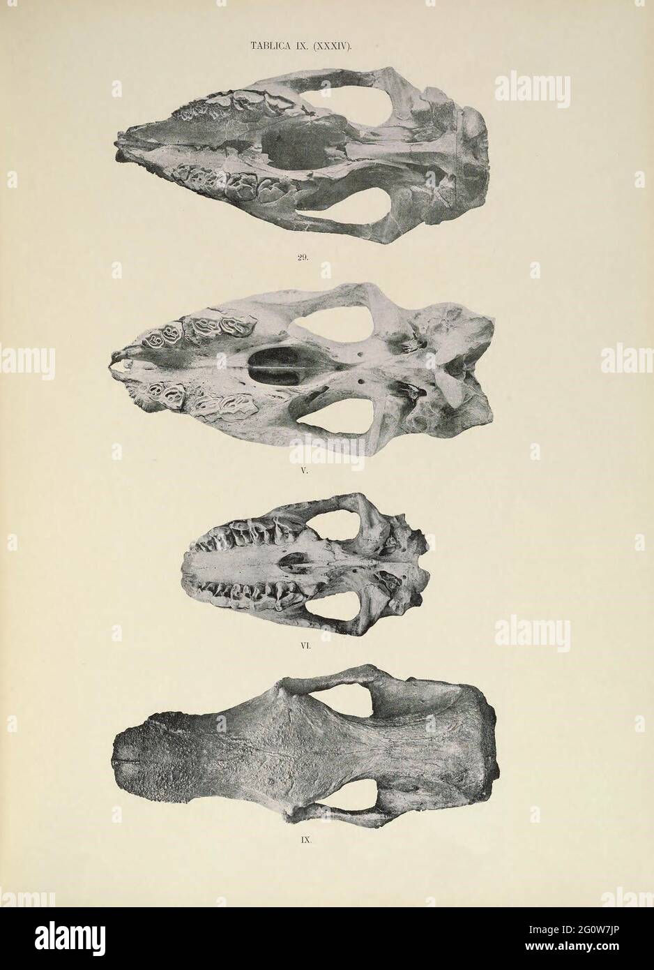 Skull prehistoric rhinoceros hi-res stock photography and images - Alamy