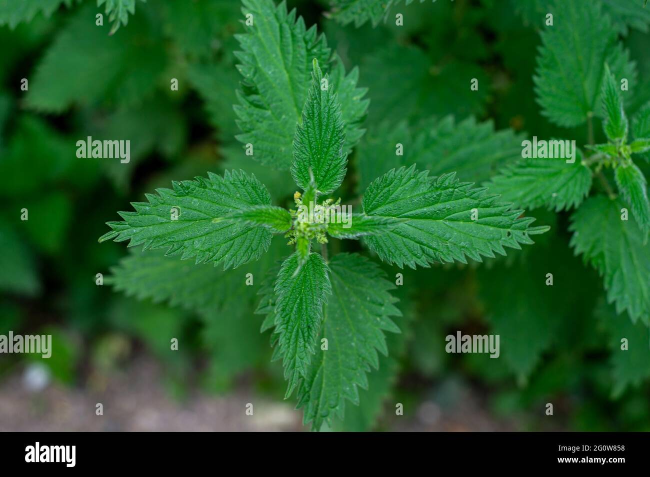 close up of a wild stinging nettle Stock Photo - Alamy